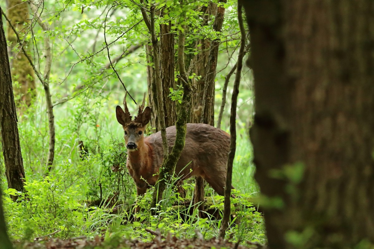Censiti i caprioli presenti nel Parco del Ticino: fino a 30 avvistati ...