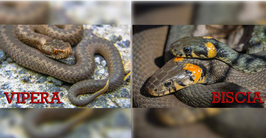 Biscia o vipera? Come distinguere l'innocuo dal velenoso e come ...
